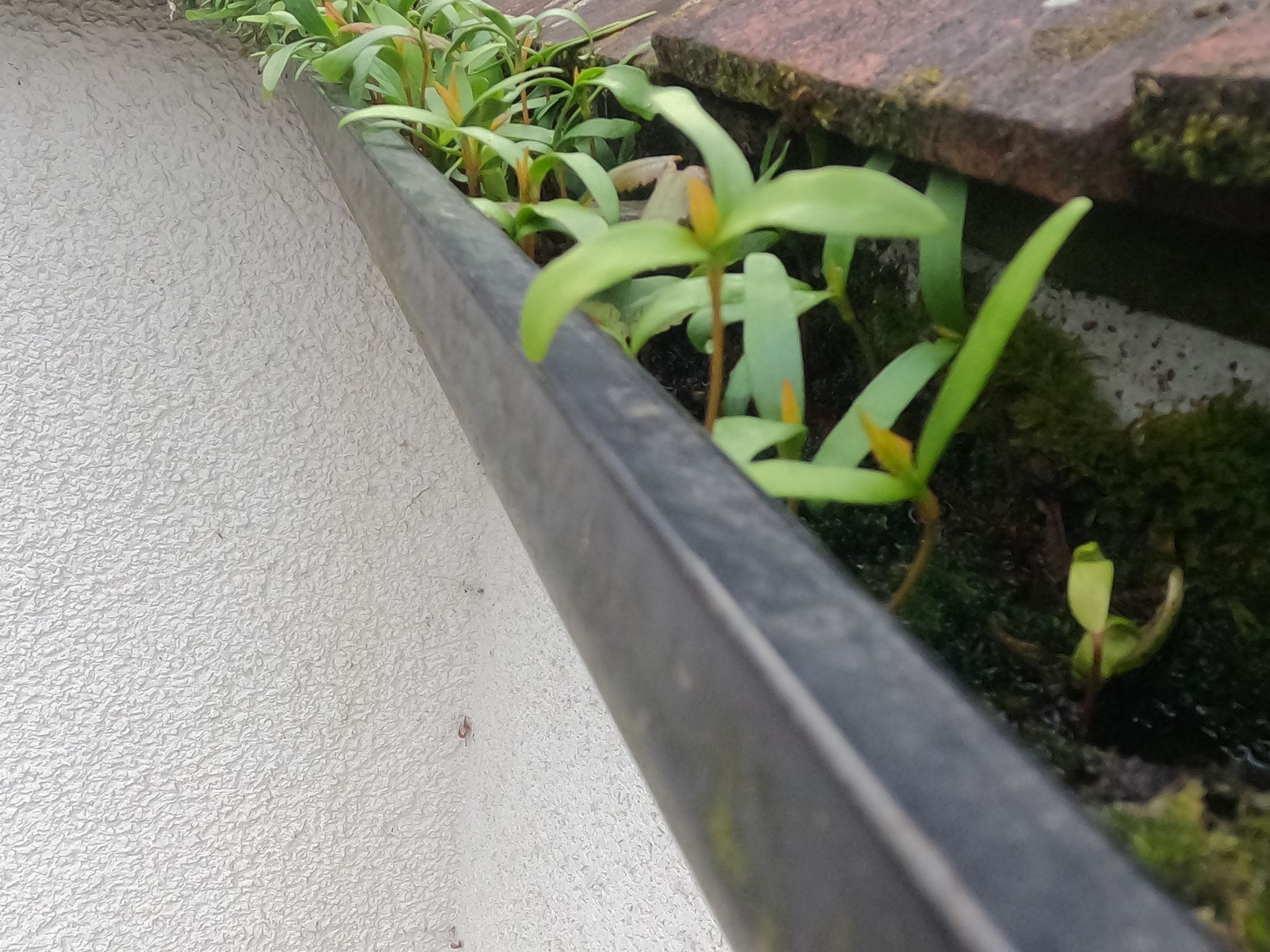 Don't Let Your Gutters Spoil Your Spring - GutterPRO